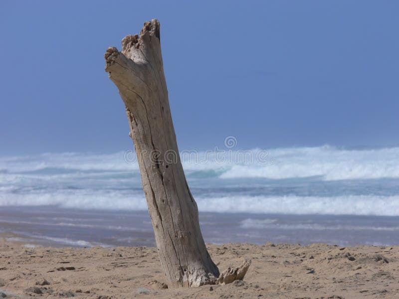 Tree stump on beach stock photo. Image of holiday, ocean - 4429998