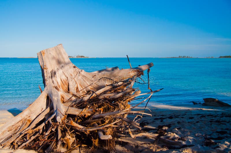 Tree Stump on the Beach stock photo. Image of blue, timber - 30323098