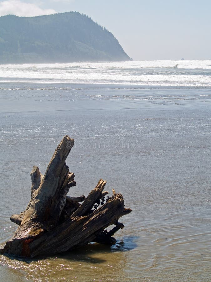 A Tree Stump on a Beach stock photo. Image of stump, liquid - 30098094