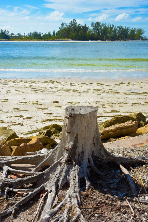 A Weathered Tree Stump on Beach Stock Photo - Image of outdoor ...