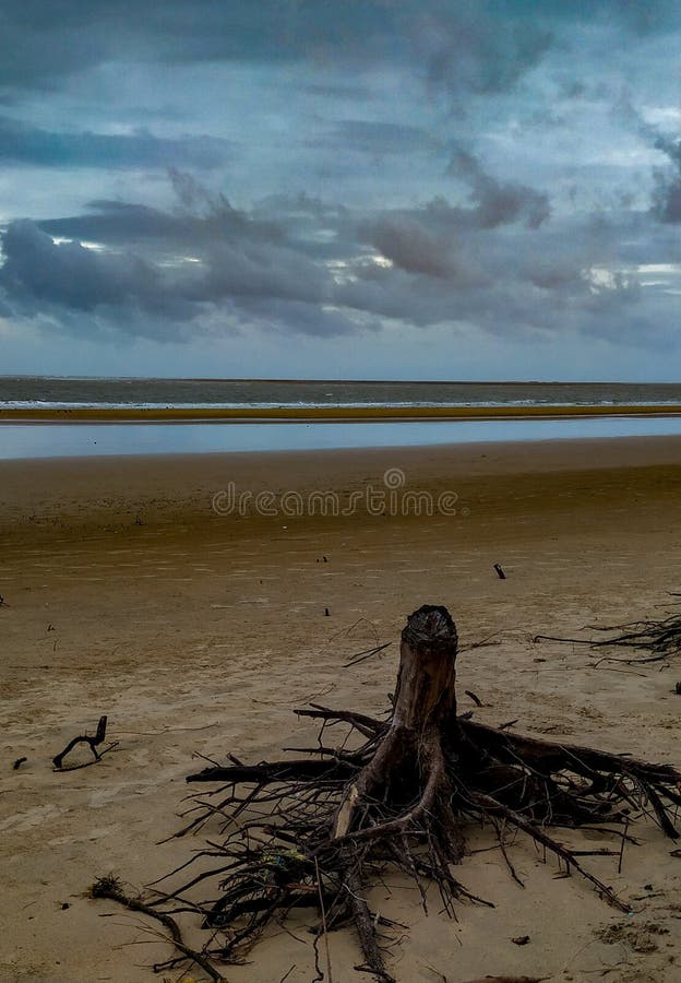 Tree stump on beach stock image. Image of tree, portrait - 156211897