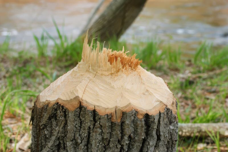 Tree Stump with Beaver Damage. Stock Image - Image of woods, trunk ...