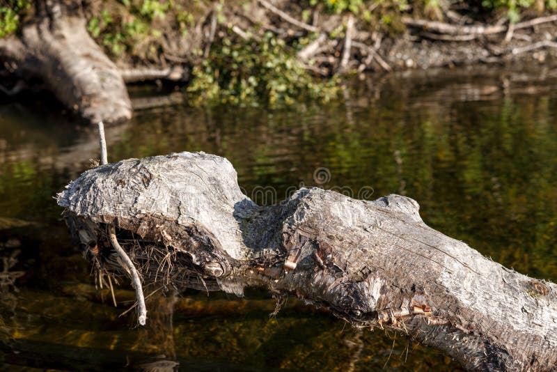 Tree Stump with Beaver Marks in a River Under the Sunlight Stock Image ...