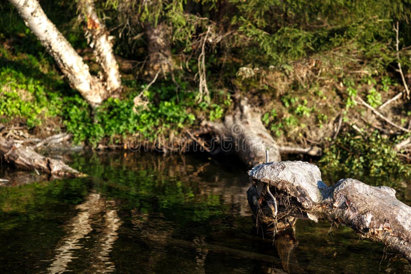 Tree Stump with Beaver Marks in a River Under the Sunlight Stock Image ...
