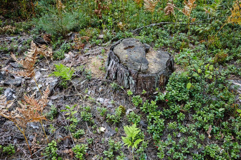 Tree Stump after Deforestation Stock Image - Image of earth, natural ...