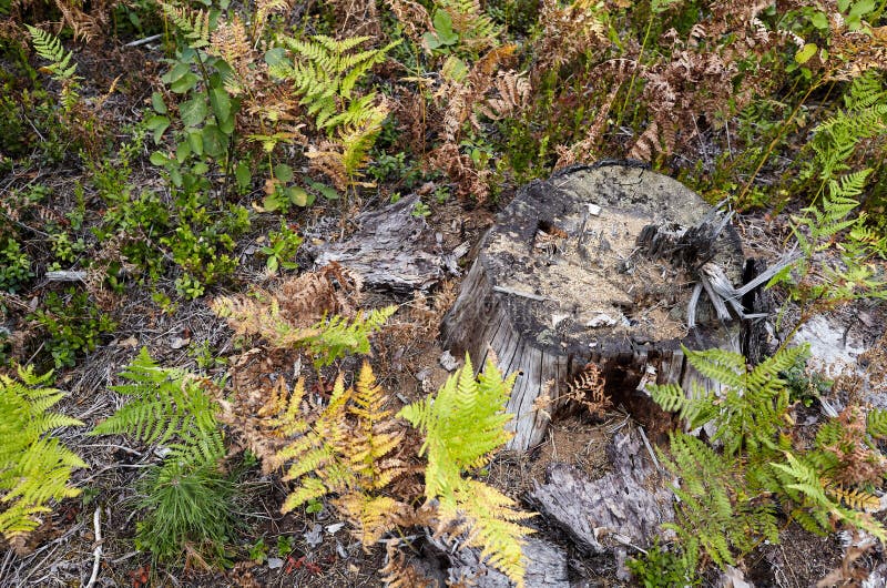 Tree Stump after Deforestation Stock Photo - Image of pine, brown ... Tree Stump after Deforestation Stock Photo - Image of pine, brown ...
