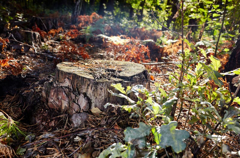 Tree Stump in a Bright Forest Stock Image - Image of outdoor, europe ... Tree Stump in a Bright Forest Stock Image - Image of outdoor, europe ...
