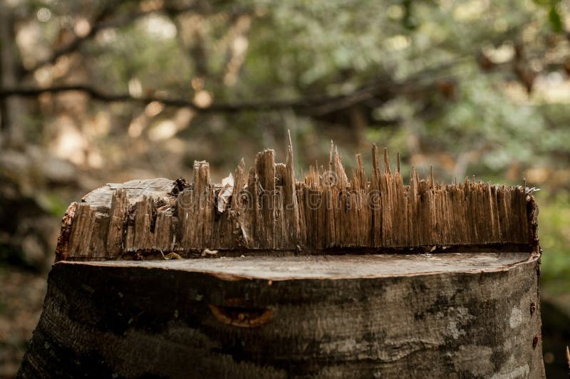 Tree Stump in a Bright and Green Coniferous Forest or Charred Tree ...