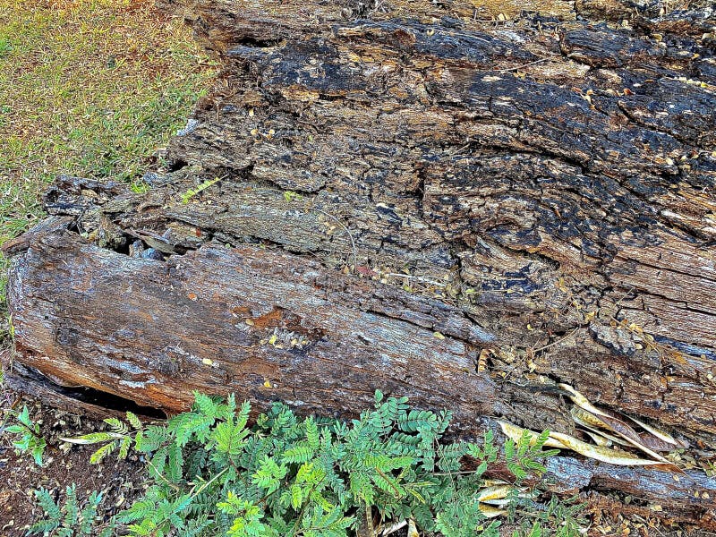 Tree stump stock photo. Image of tree, forest, brown - 192009562
