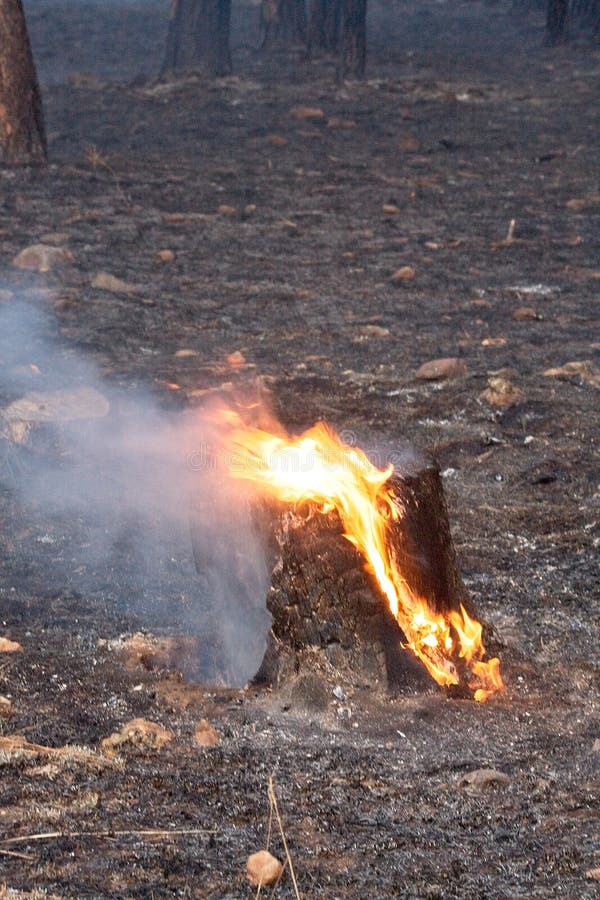 A Tree Stump Burns in a Forest Fire. Stock Image - Image of smoke ...