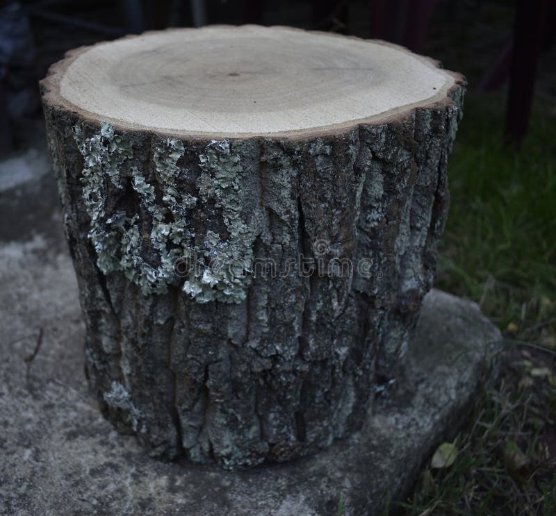A Tree Stump that on a Cement Base Stock Image - Image of environment ...