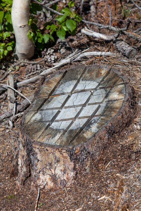 Tree Stump with Chainsaw Marks Stock Photo - Image of park, branch ...