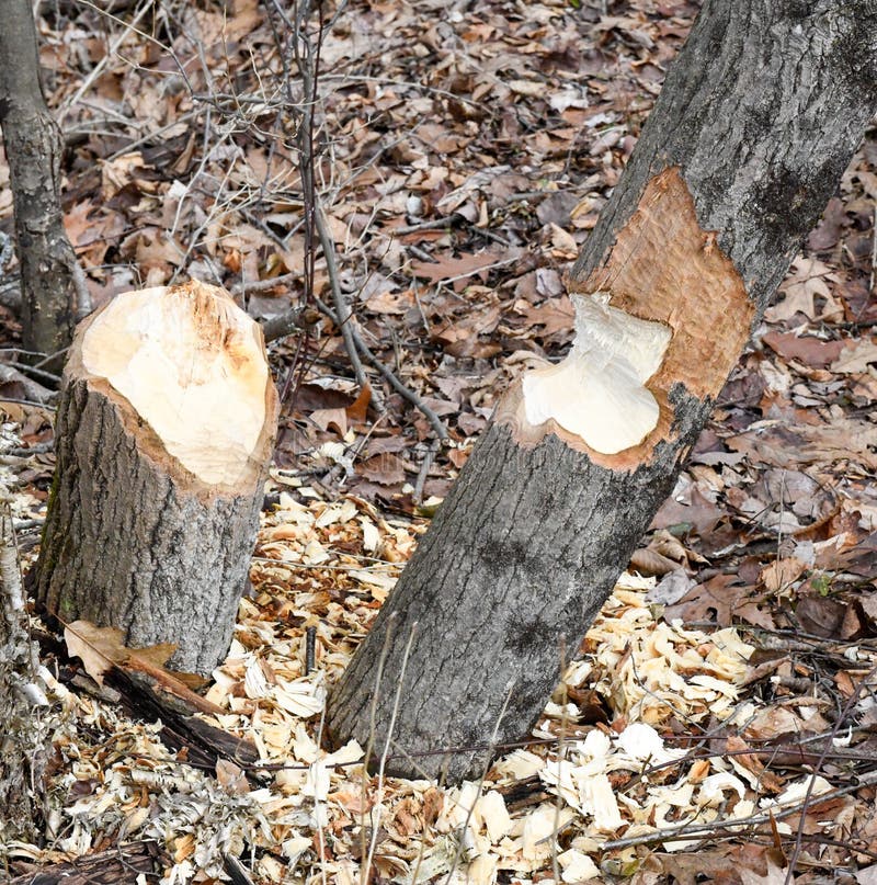 Tree and Stump Chewed by Beaver Stock Image - Image of chewed, tree ...