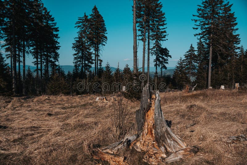 A Tree Stump in the Clearing with Forest and Clear Blue Sky. Orlicke ...
