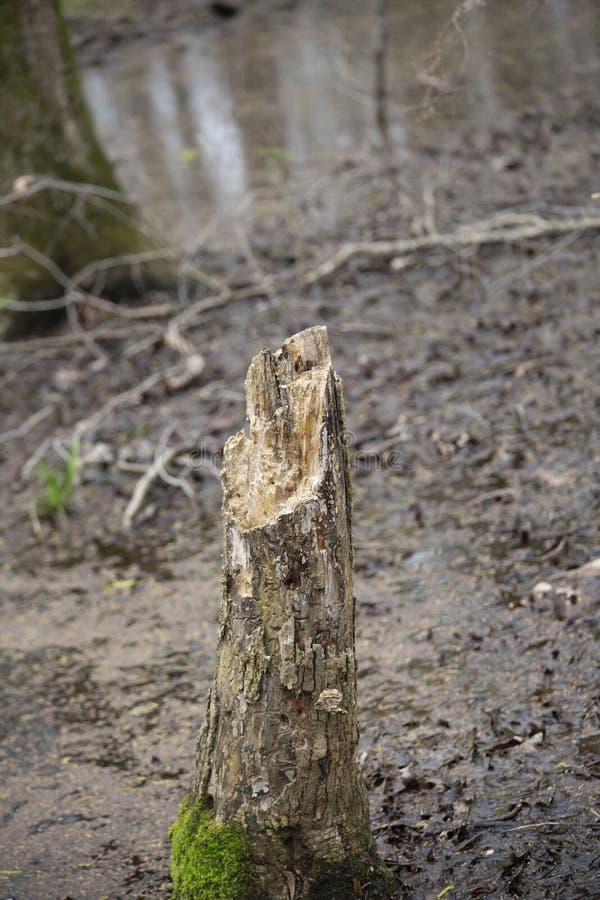 Jagged Tree Stump stock photo. Image of brown, country - 207887358