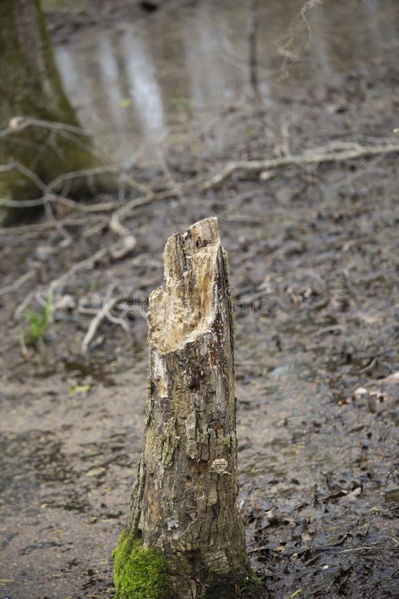 Jagged Tree Stump stock photo. Image of brown, country - 207887358
