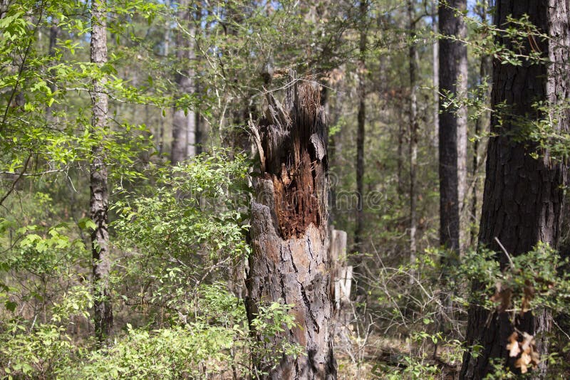 Jagged Tree Stump stock image. Image of organic, botany - 207887395