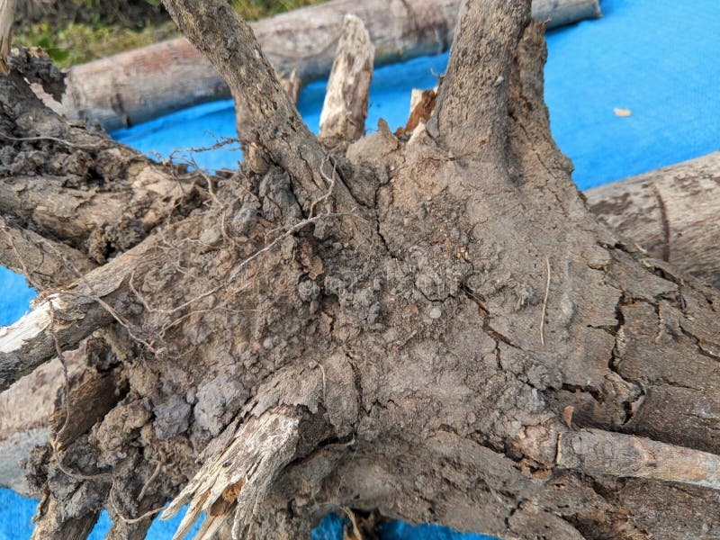 5,041 Tree Stump Roots Stock Photos - Free & Royalty-Free Stock Photos ...