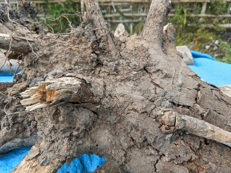 A Tree Stump that Collapsed and Rose Above the Surface, Soil Still ...