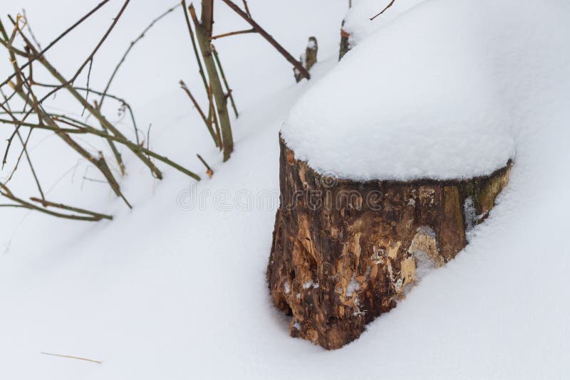 The Tree Stump is Covered with a Deep Layer of White Cold Snow in ...