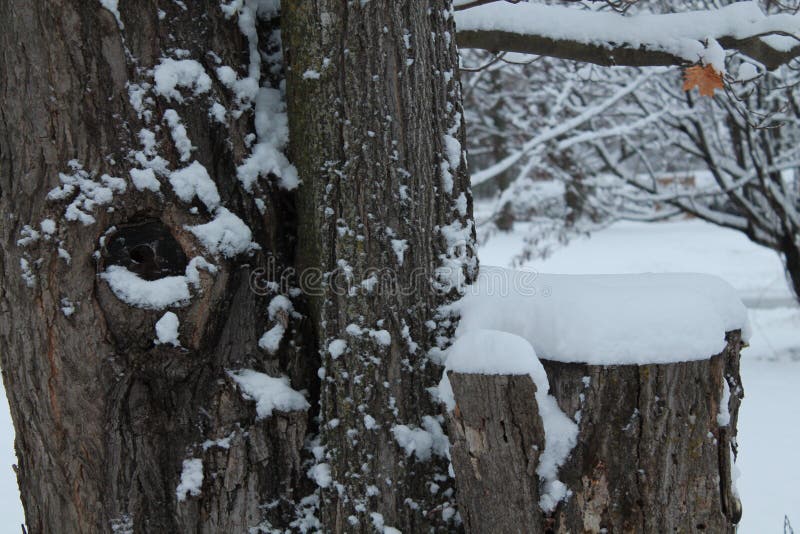 Tree Stump Covered in Fresh Snow Stock Photo - Image of quebec, winter ...