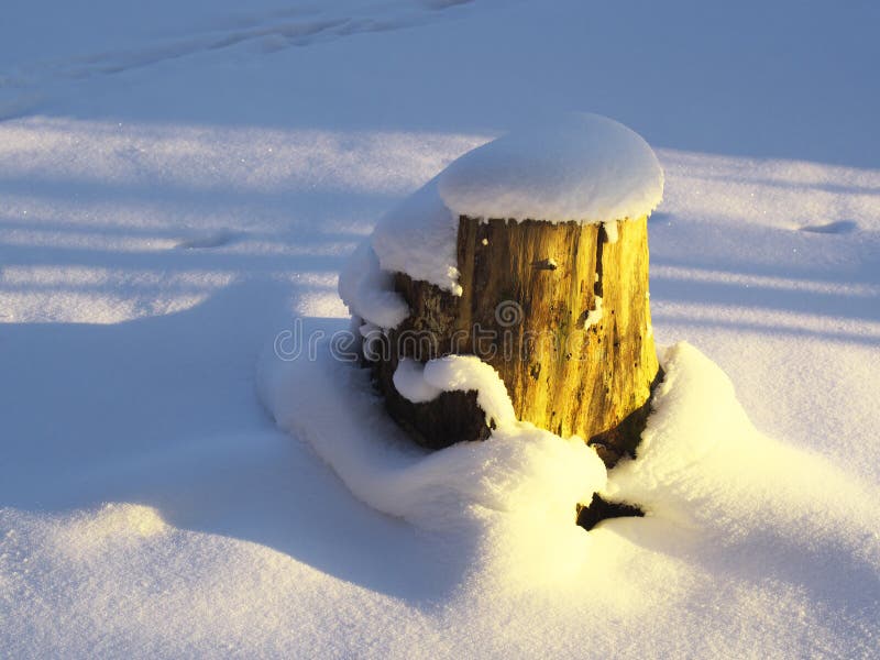Tree Stump Covered With Snow Stock Photo - Image of frost, mountain ...