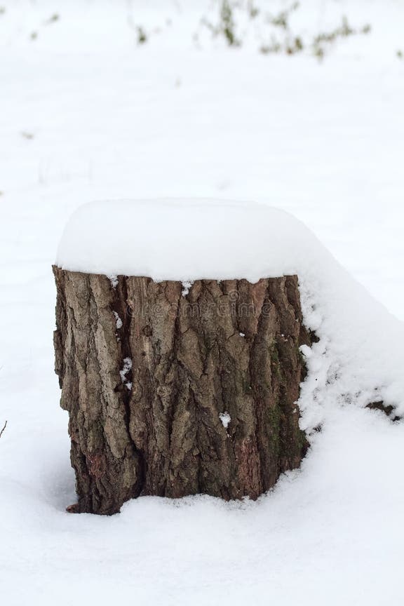 Tree Stump Covered with Snow Cap in Winter Park Stock Image - Image of ...