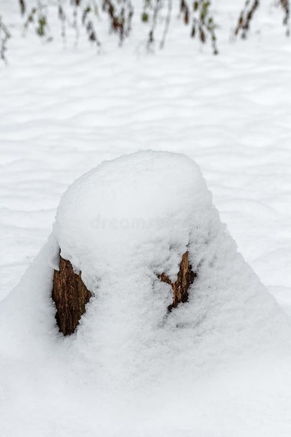 Tree Stump Covered with Snow Cap in Winter Park Stock Image - Image of ...