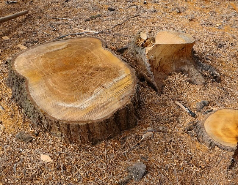 Tree Stump Cross Sections, Wood Grain Details Stock Illustration ...