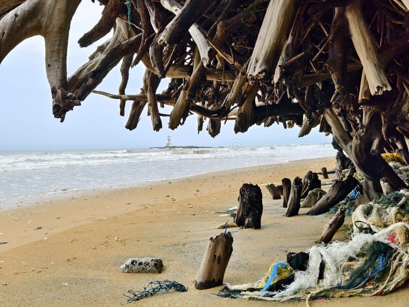 A Tree Stump is Currently Laying on the Beach Close To the Ocean Stock ...