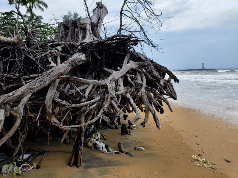 A Tree Stump is Currently Laying on the Beach Close To the Ocean Stock ...