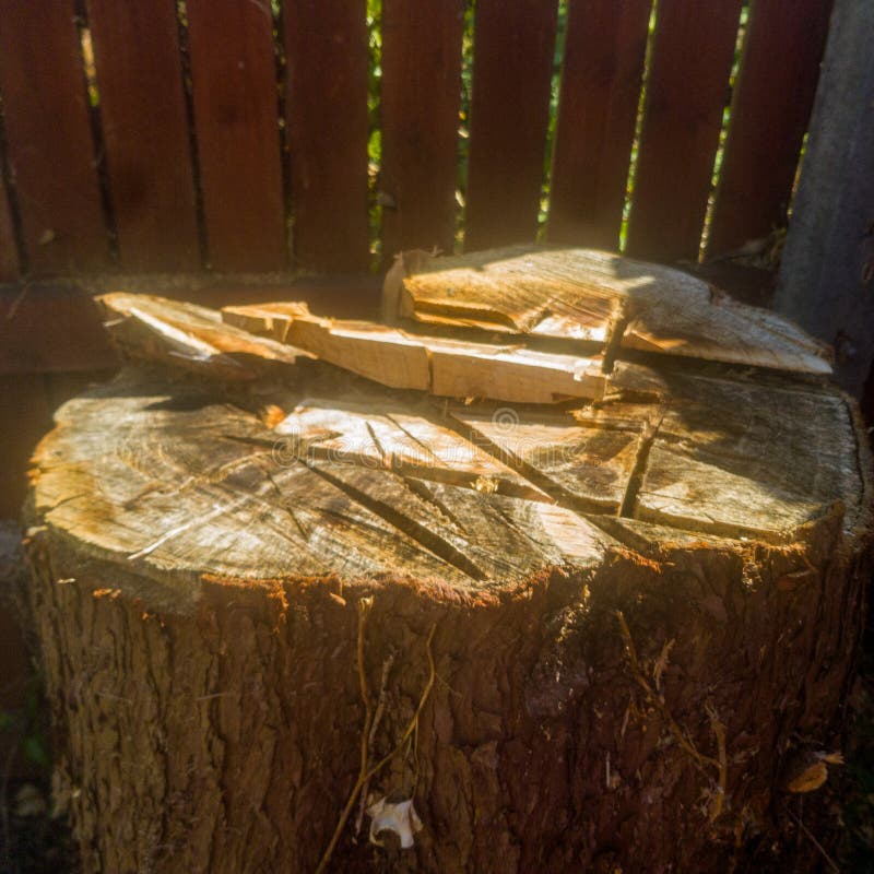 A Tree Stump Cut with a Chainsaw with Shading Stock Image - Image of ...