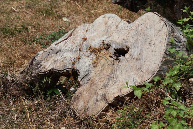 A Tree Stump Cut Down in a Large Tree Cut Down in a Tropical Forest ...