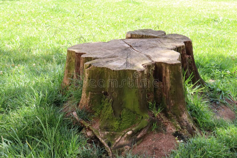 A Tree Stump on a Grass Field Stock Image - Image of yard, wood: 254698551