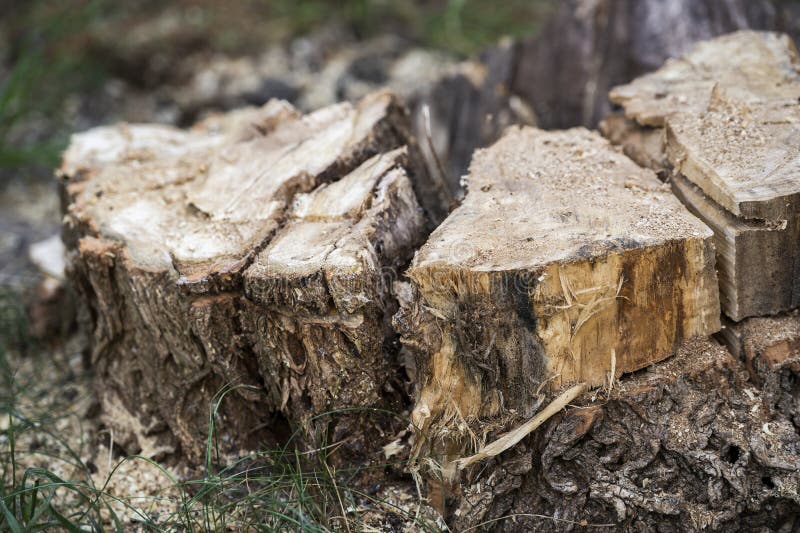Tree Stump after Cutting Down in the Garden, Cut Down Tree Stock Photo ...