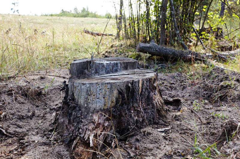 Tree Stump after Deforestation Stock Photo - Image of closeup, earth ...