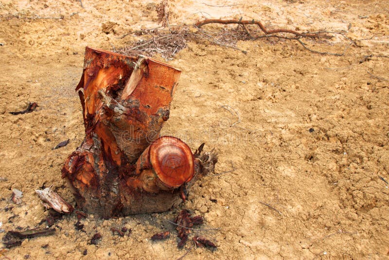 Tree Stump After Deforestation Stock Photo - Image of asian, sawed ... Tree Stump After Deforestation Stock Photo - Image of asian, sawed ...