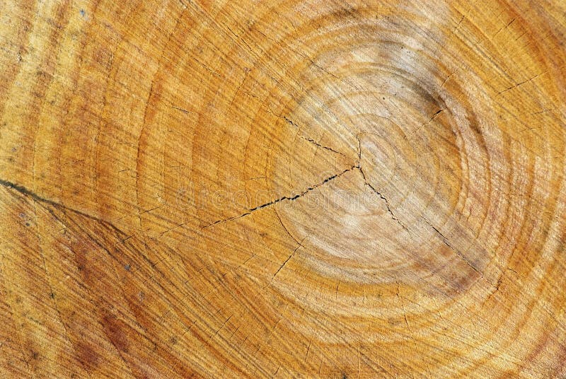 Tree stump detail stock photo. Image of grained, deforestation - 4469344