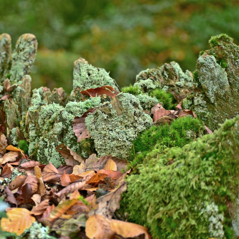 Tree Stump with Dry Leaves and Moss Stock Image - Image of covered ...