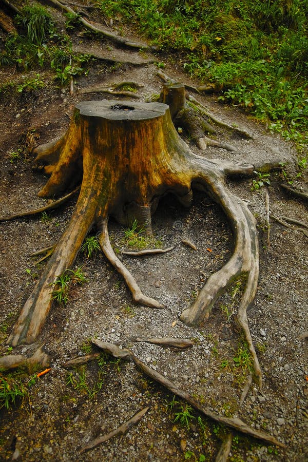 Tree Stump stock photo. Image of stump, environment, warming - 44319074