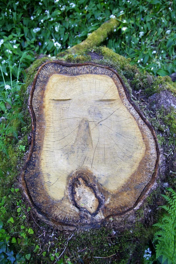 Tree stump with face stock image. Image of ecology, green - 19409447