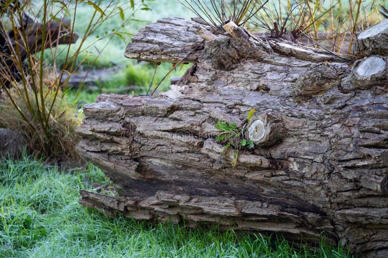 Tree stump stock photo. Image of tree, autumn, nature - 350104212