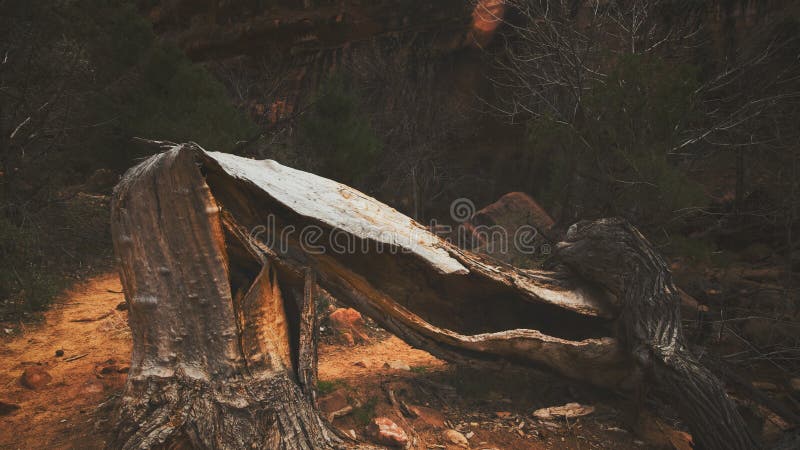 Tree Stump and Fallen Log on Ground in Zion National Park in the Early ...