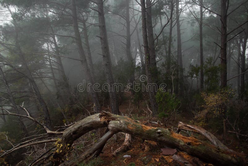 A Tree Stump with a Few Branches in the Woods Stock Image - Image of ...