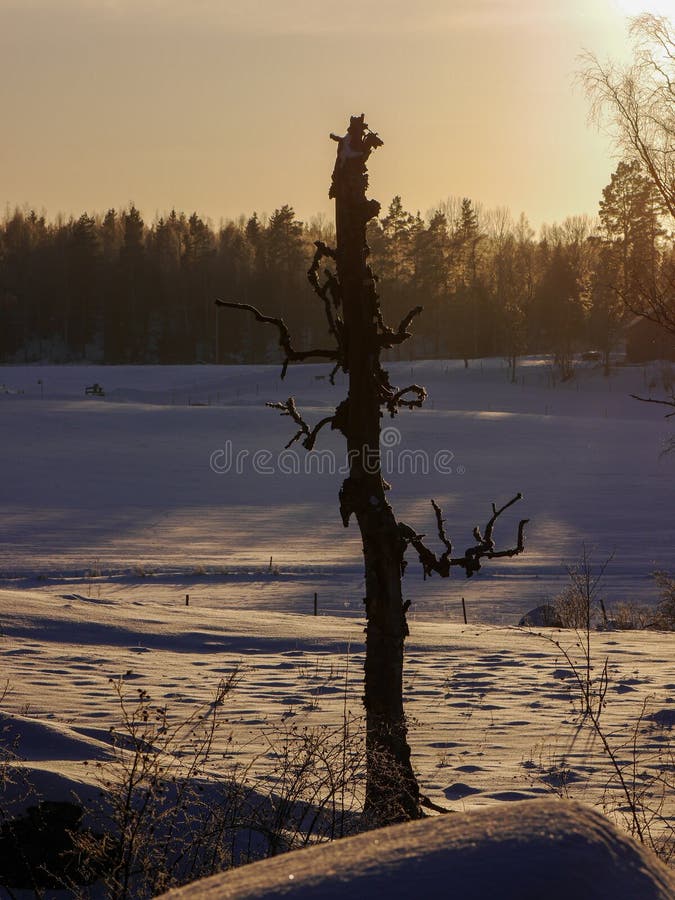 A Tree Stump on a Field during Sunset Stock Photo - Image of outdoor ...