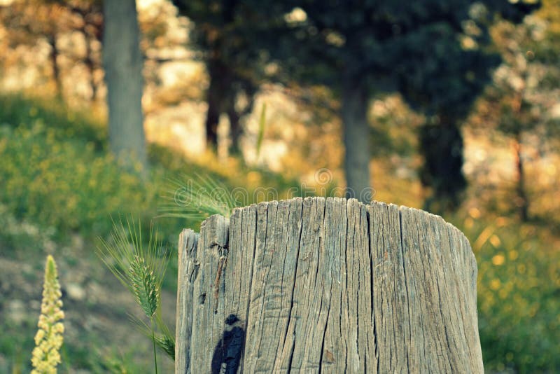 Close Up Shoot of Tree Stump - Deforestation in Process Stock Image ...