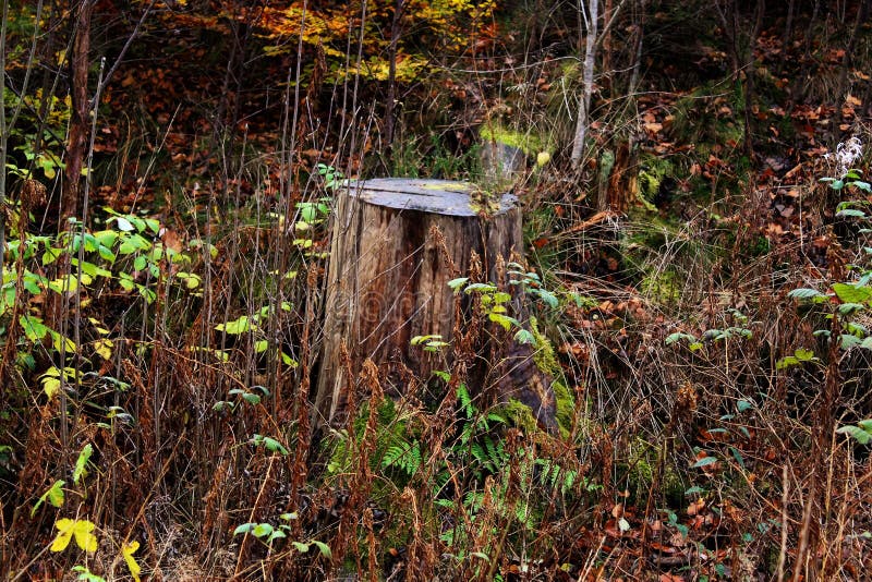 Tree stump stock image. Image of nice, tree, forest, stump - 79764141