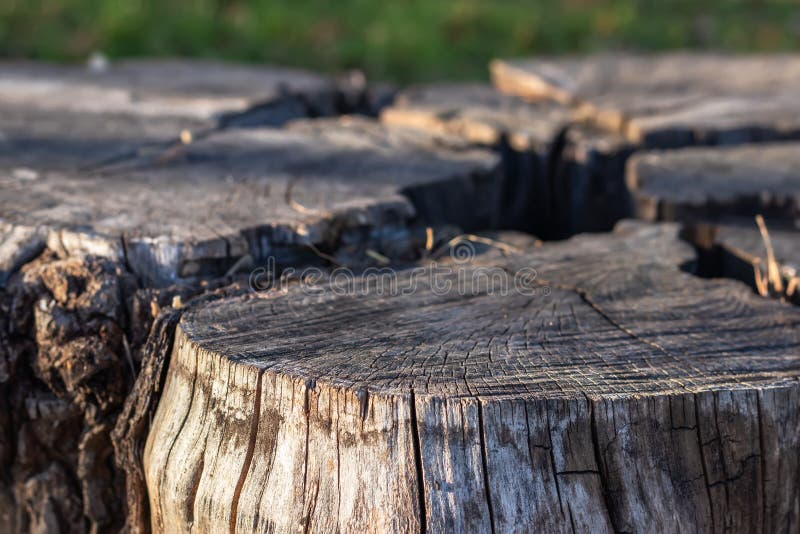 Tree Stump in the Forest Close Up Stock Image - Image of landscape ...