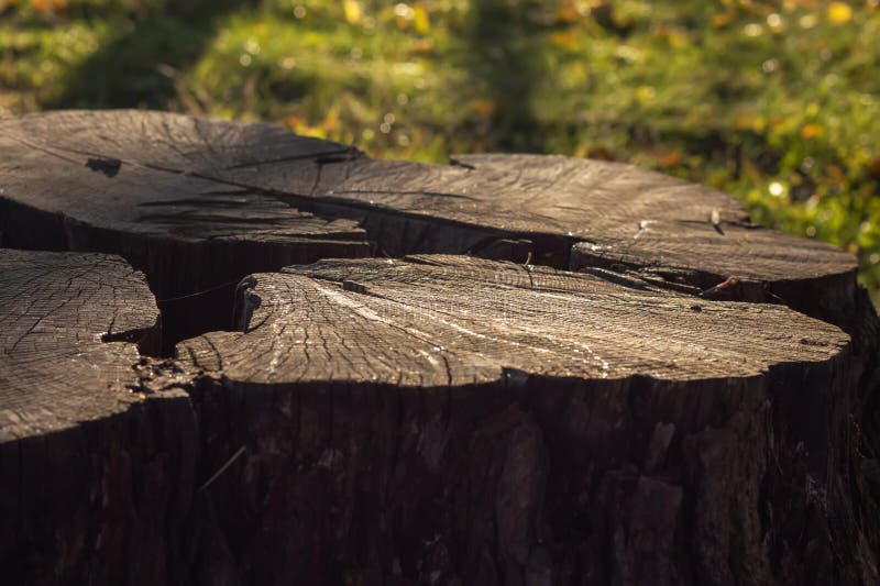 Tree Stump in the Forest Close Up Stock Image - Image of downcast ...