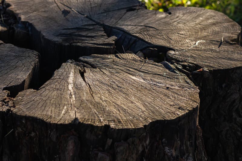 Tree Stump in the Forest Close Up Stock Image - Image of wooden, forest ...